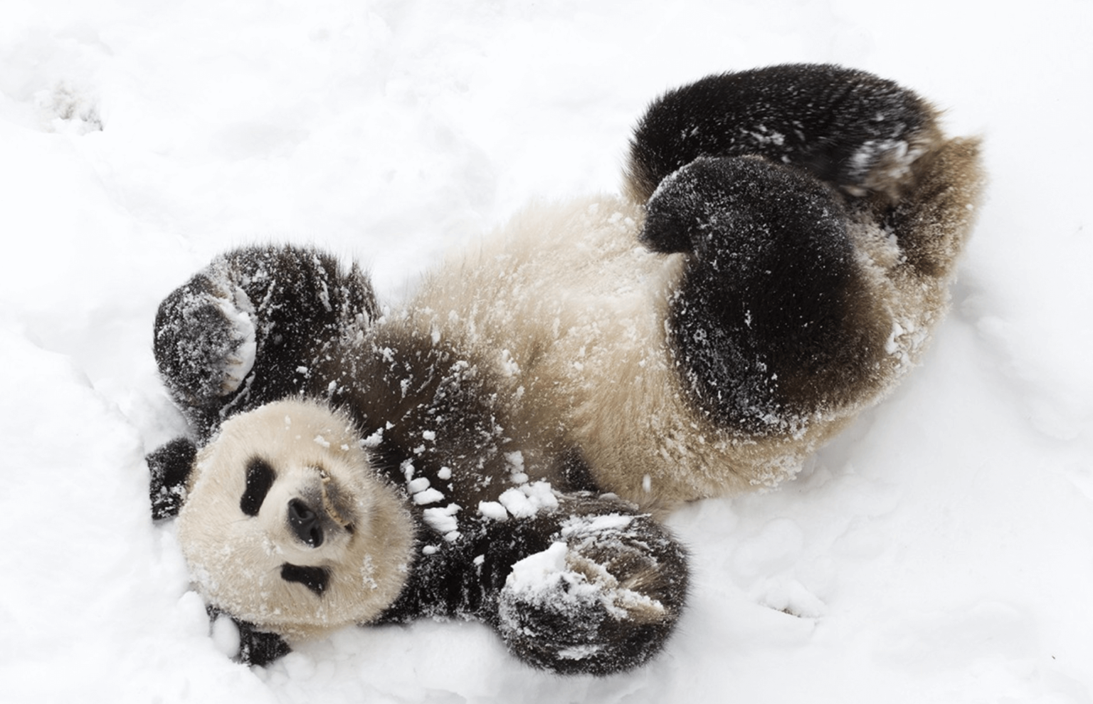 TOP 10 FACTS ABOUT PANDAS » 시간여행