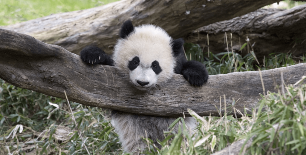 TOP 10 FACTS ABOUT PANDAS » 시간여행